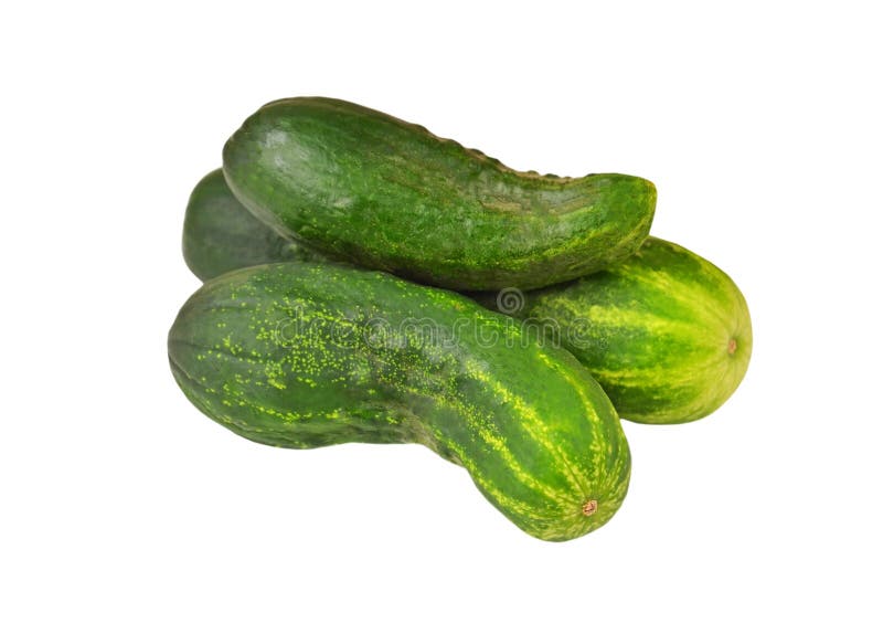 Cucumber Gherkin Fruit Cucumis Sativus Plant Hanging on the Trellis in ...