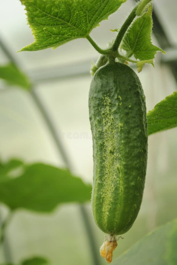Brown Russian Cucumber Growing on the Vine Stock Image - Image of ...