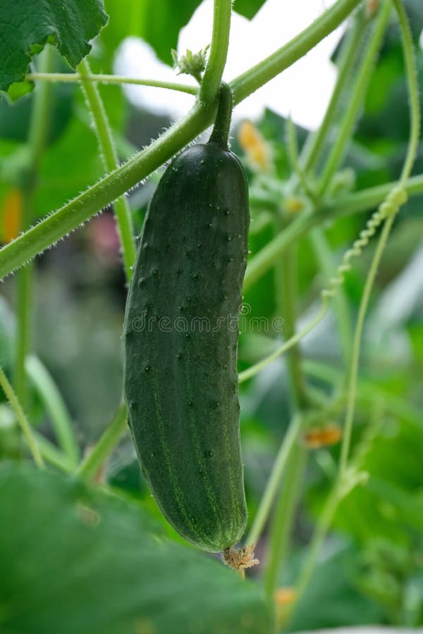 Cucumber Growing on Bush in Garden, Closeup Stock Image - Image of farm ...