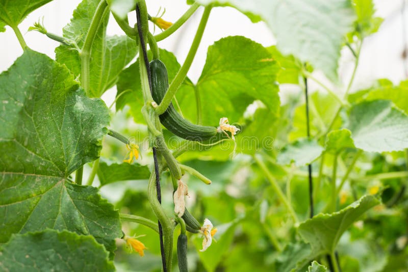 Cucumber Growing at Greenhouse Stock Image - Image of cucumber ...