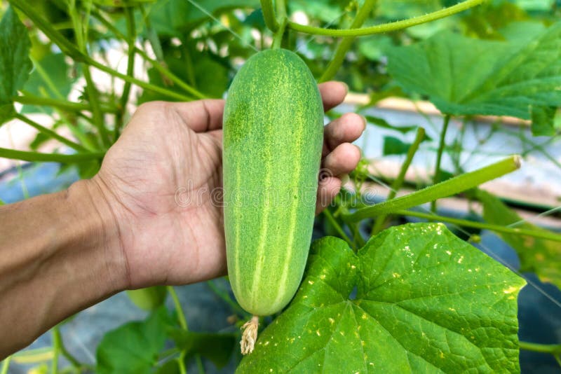 Cucumber on hand stock image. Image of field, garden - 106944659