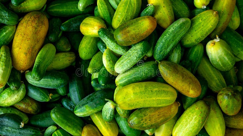 Cucumber Harvest Top View. Fresh Cucumbers Picked in the Garden Stock ...
