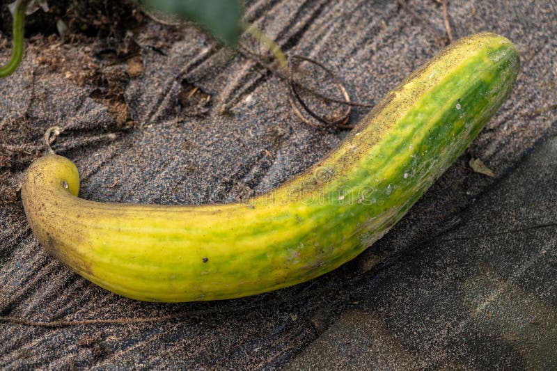 A Cucumber is Laying on the Ground with a Yellow and Green Stripe Stock ...