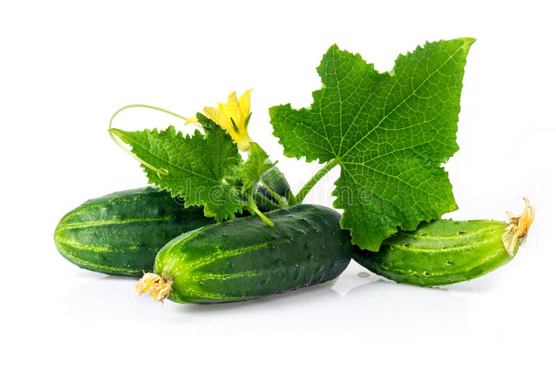 Cucumber with leaf stock photo. Image of healthy, collage - 95669144