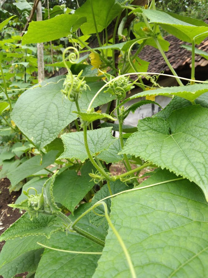 Cucumber leaf stock image. Image of tendrils, fresh - 240853827