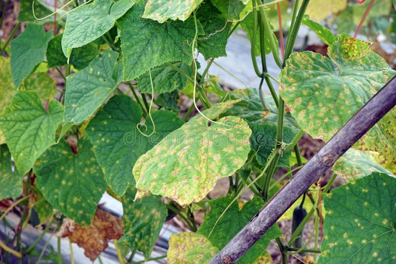 Cucumber Leaf Spot Disease Symptom Stock Image Image Of Cucumbers