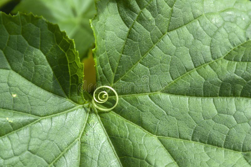 Cucumber Leaf Close Up As an Abstract Background Stock Image - Image of ...
