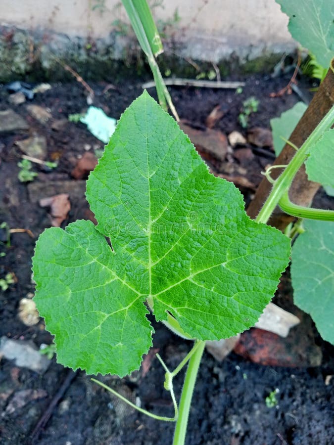 Cucumber Leaves with Beautiful Green Color Stock Image - Image of ...