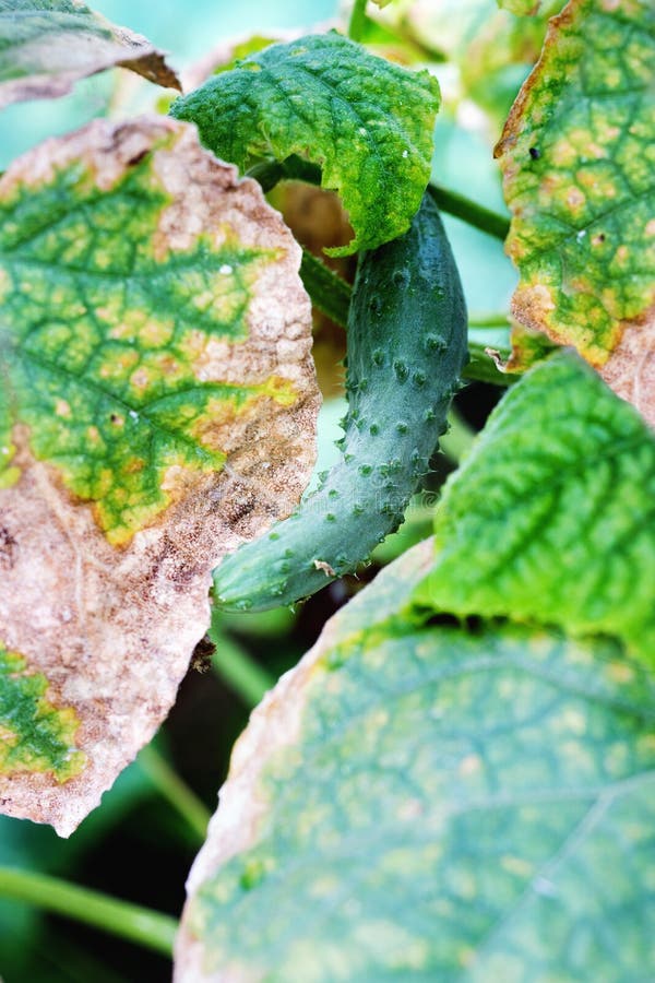 The Disease Of Cucumber Downy Mildew Stock Image - Image of damage ...