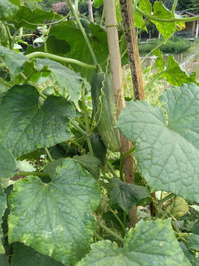 Cucumber Leaves at Nagrak Cibubur Stock Image - Image of nagrak ...