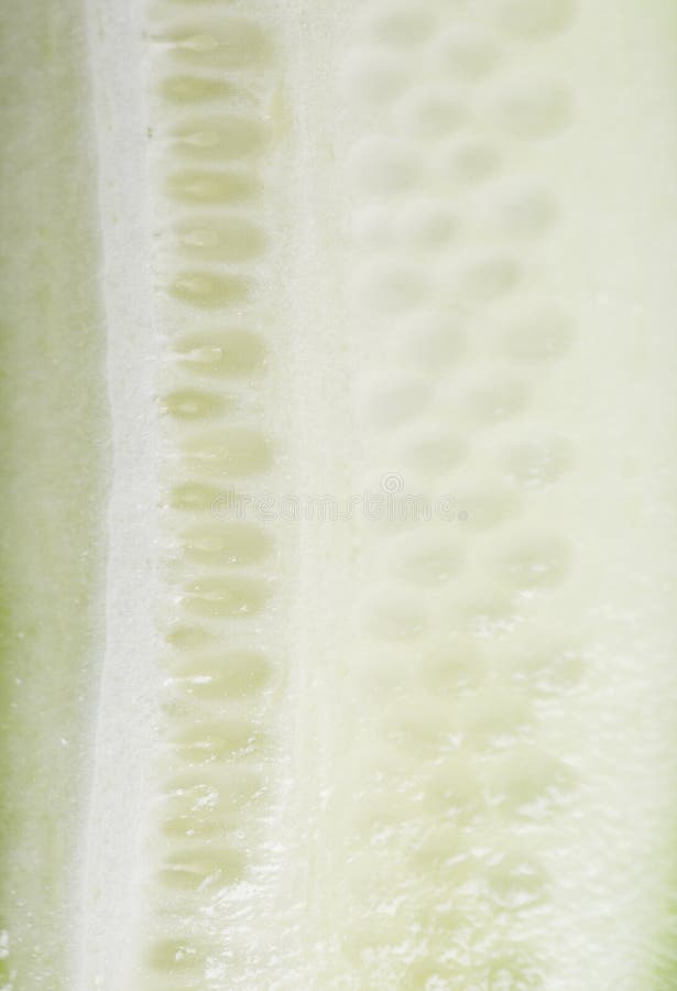 Cucumber stock photo. Image of colorful, graphic, green - 215505576