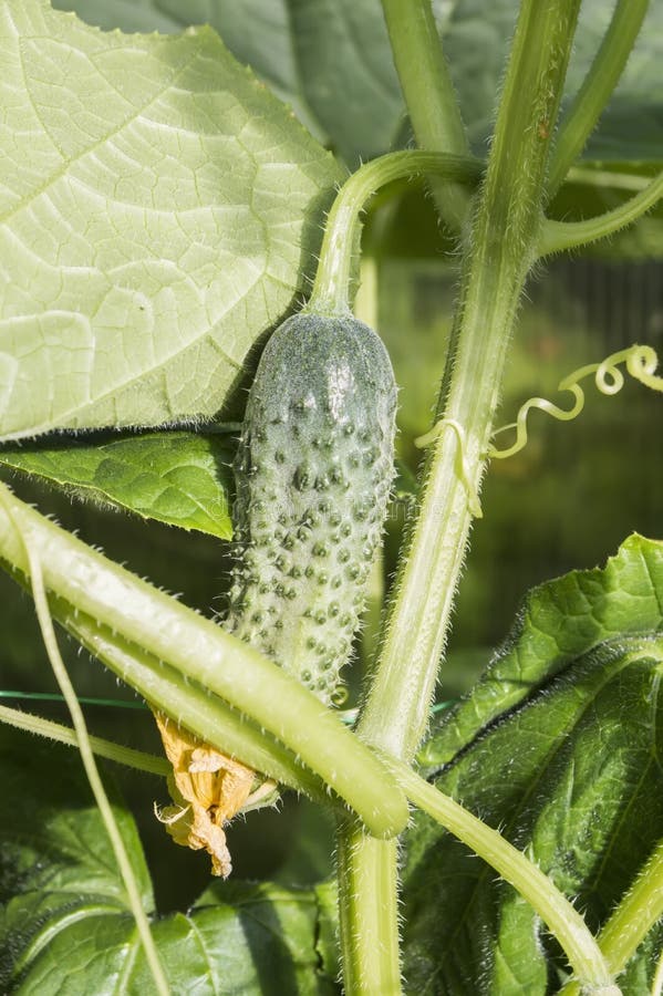 Cucumber stock image. Image of garden, juicy, botany - 43842781