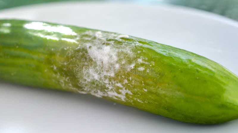A cucumber with mold stock photo. Image of macro, white - 171537432