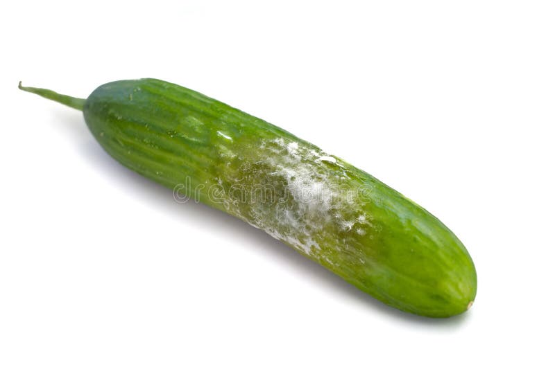A cucumber with mold stock photo. Image of macro, white - 171537432