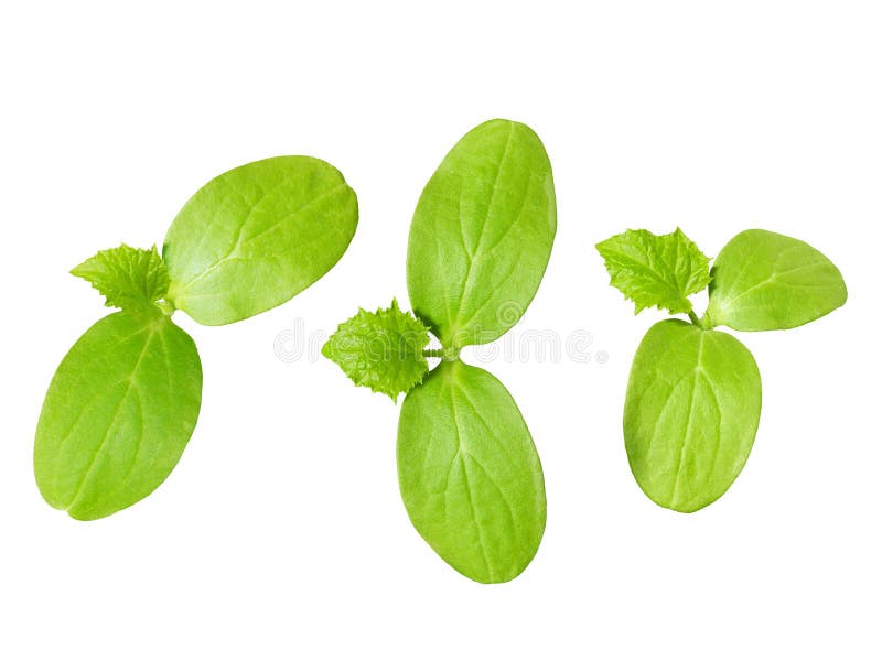 Vigorous Seedling Stock Photos - Free & Royalty-Free Stock Photos from ...