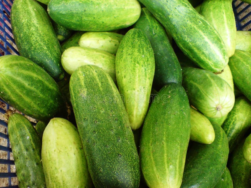 Cucumber stock photo. Image of mango, originally, cucumber - 49155304
