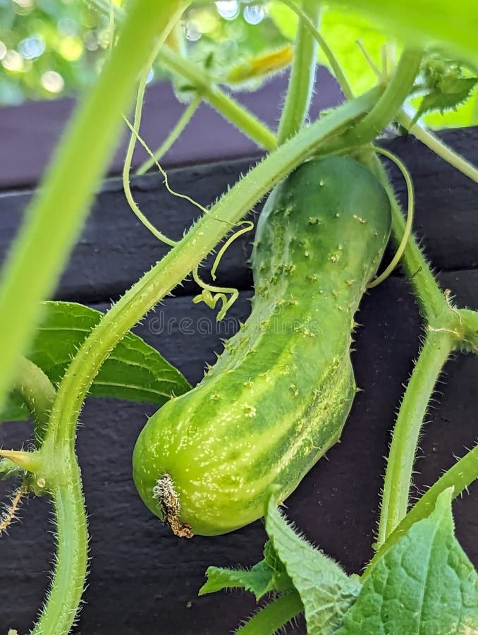 Cucumber or Pickles Growing on a Branch Stock Photo - Image of cucumber ...