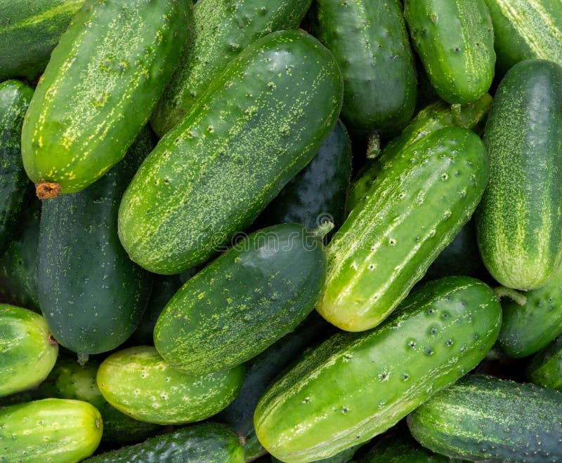 Cucumber pile, top view stock image. Image of background - 367609873