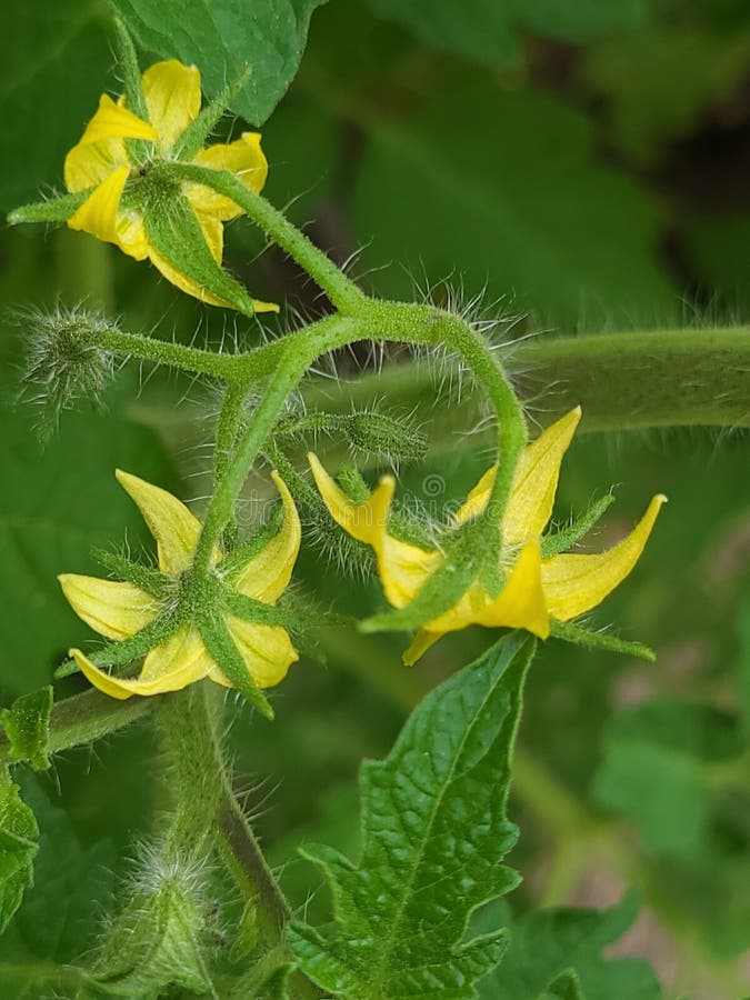 Cucumber Plant Flowers Captured Up Close Stock Photo - Image of flowers ...