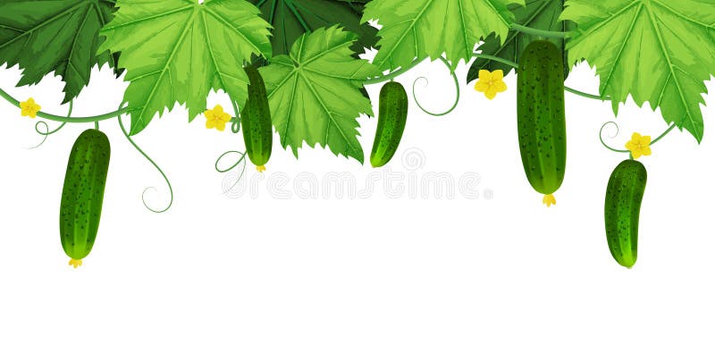 Cucumber Plant Frame with Leaves and Flowers on a White Background ...