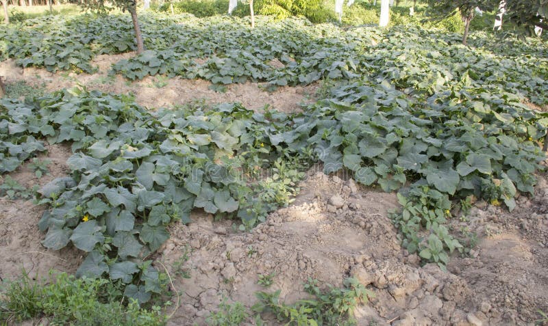 Cucumber farm stock image. Image of farm, trees, natural - 49907623