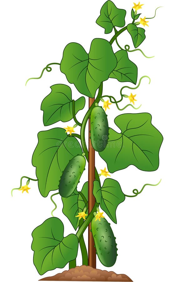 Cucumber Plant Isolated on White Background Stock Vector - Illustration ...