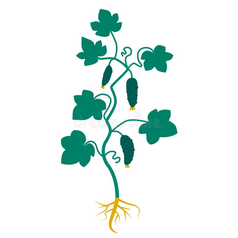 Cucumber Plant Stock Illustrations – 49,454 Cucumber Plant Stock ...