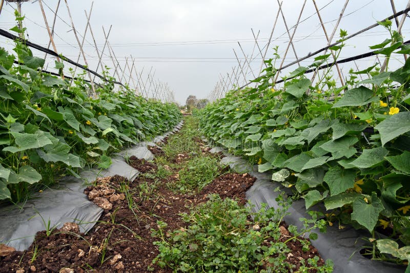 Cucumber production stock photo. Image of garden, harvest - 19699966