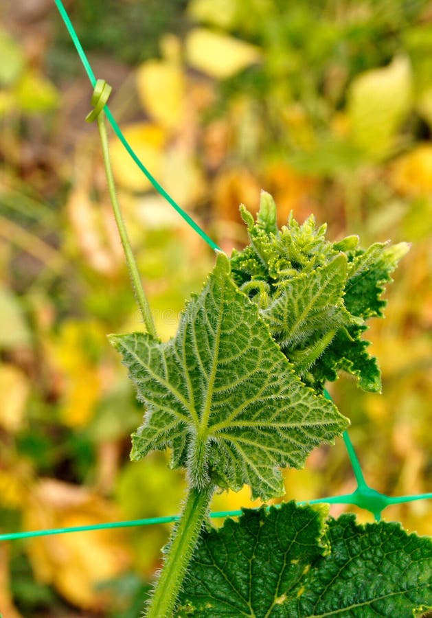 Cucumber Plant with Flowers End Tendrils Stock Photo - Image of petal ...