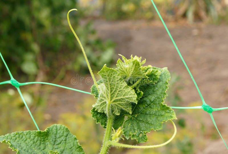 Cucumber Plant with Flowers End Tendrils Stock Photo - Image of petal ...