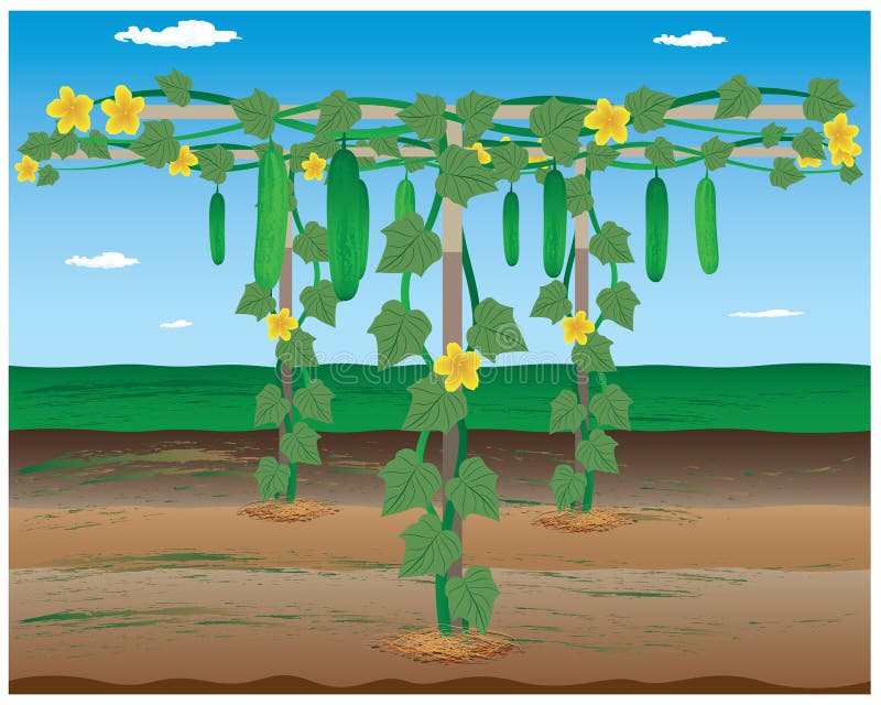 Cucumber plant stock vector. Illustration of greenery - 75660870