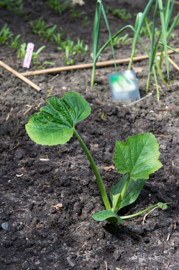 Cucumber Plant in Vegetable Garden Stock Image - Image of plant, label ...