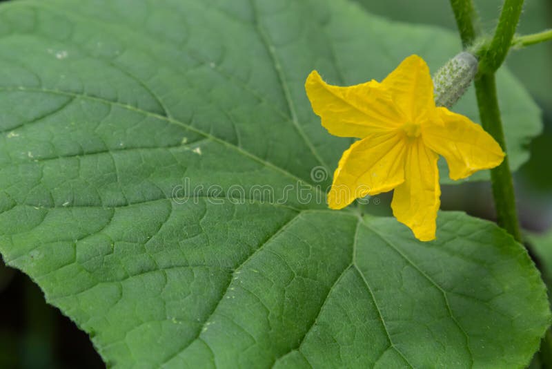 Cucumber Planting, Green Cucumber Growing Farm, Close Up Stock Photo ...