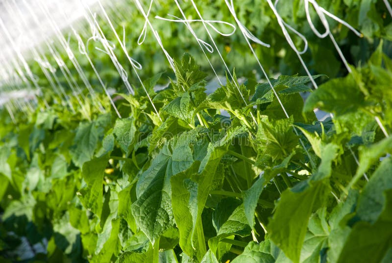 Cucumber plants stock image. Image of harvest, crop, greenhouse - 31949919