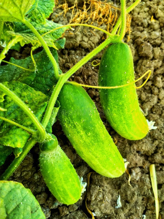 Cucumber Plants that are Still Growing Stock Photo - Image of plants ...