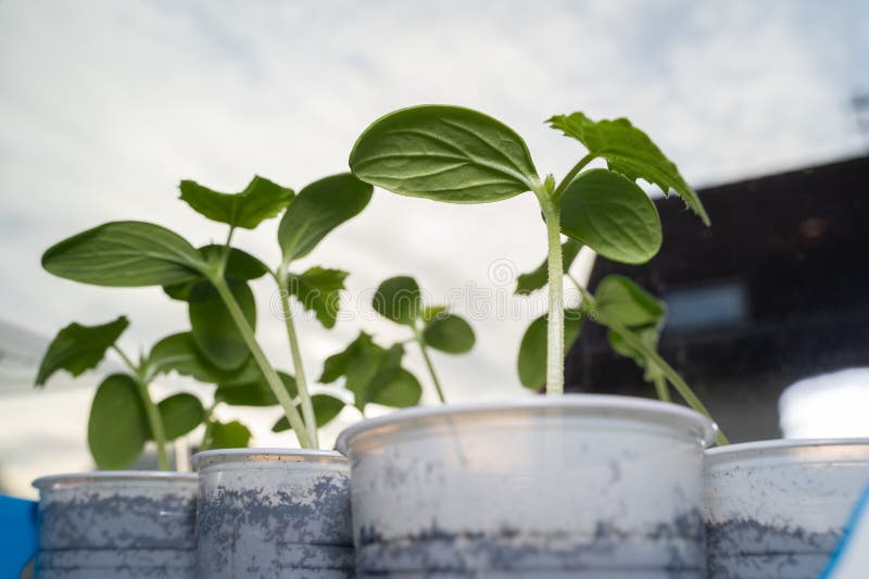 Cucumber Plants while Growing on the Windowsill in Spring Stock Image ...