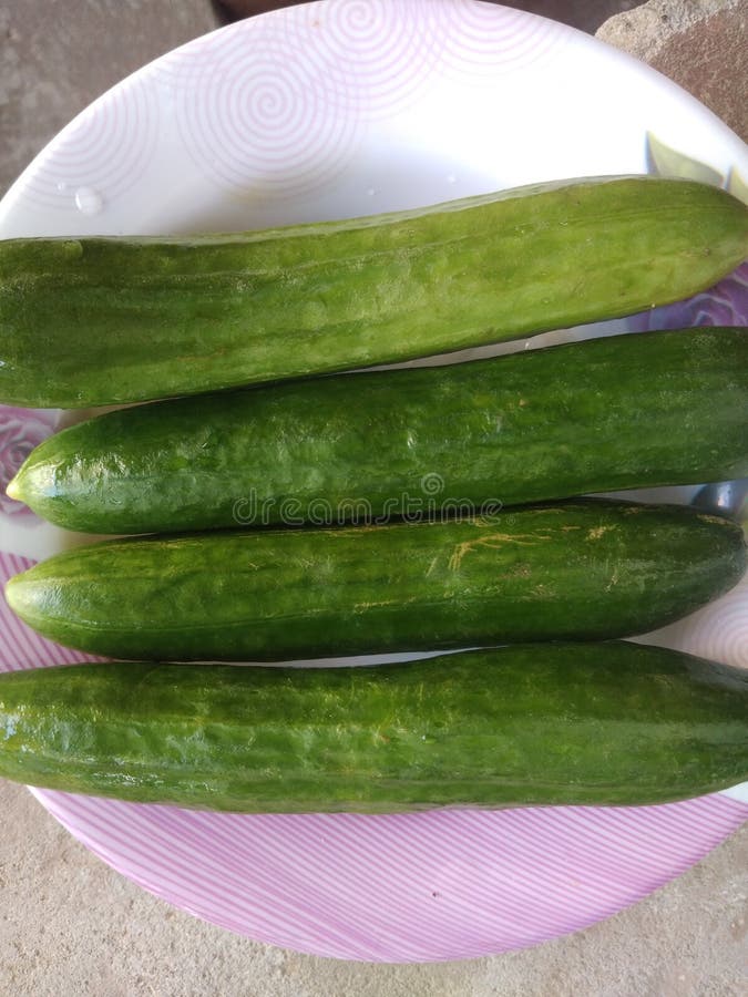 Cucumber in the plate stock photo. Image of white, salads - 177131976