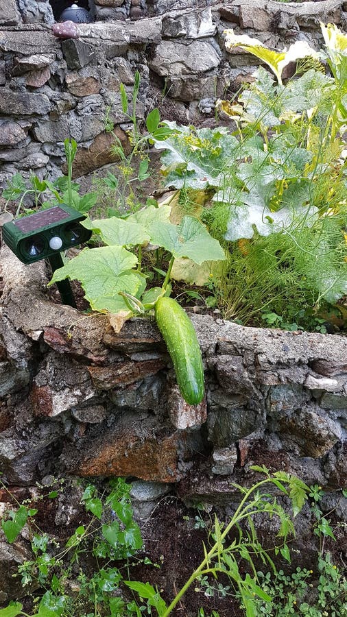 Cucumber in the Rock Garden Stock Photo - Image of food, rock: 156106572