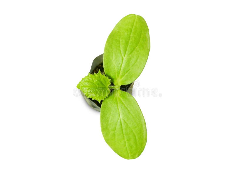 Cucumber Seedling Isolated. Seedling with First Two Round Leaves Called ...