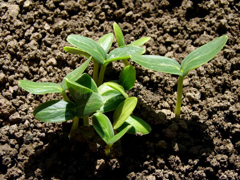 Cucumber seedlings stock photo. Image of patch, growth - 14349870