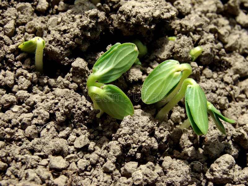 Cucumber seedlings stock image. Image of garden, cultivate - 14496743