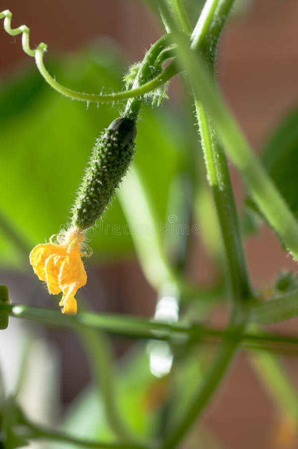 Cucumber Seedlings with Buds and Cucumber Ovaries Stock Photo - Image ...