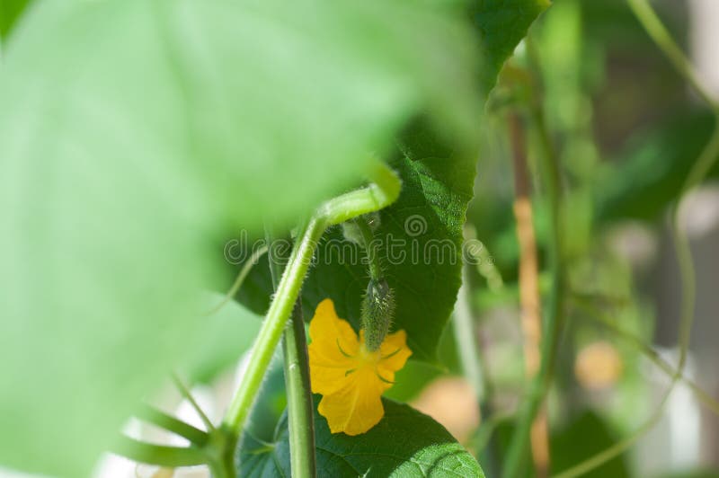 Cucumber Seedlings with Buds and Cucumber Ovaries Stock Photo - Image ...