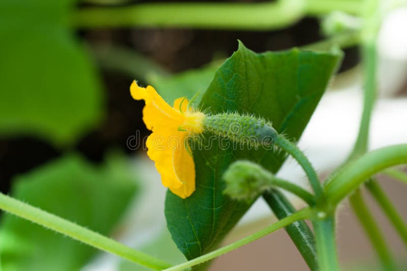 Cucumber Seedlings with Buds and Cucumber Ovaries Stock Image - Image ...