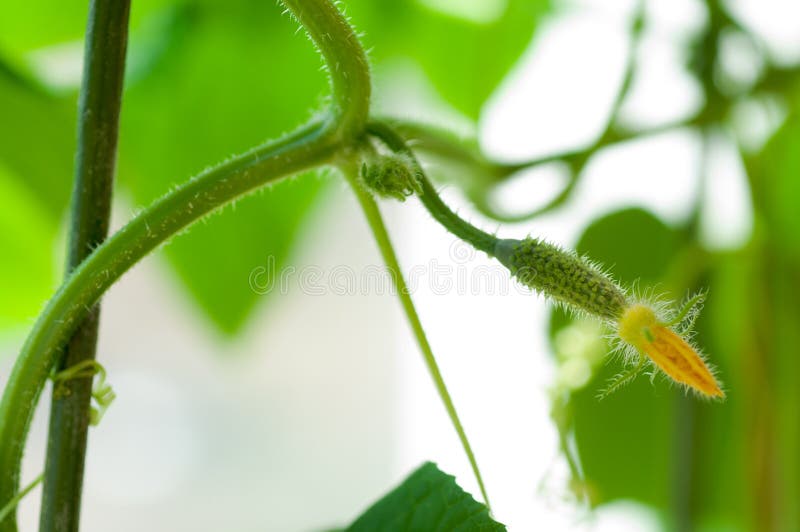 Cucumber Seedlings with Buds and Cucumber Ovaries Stock Photo - Image ...