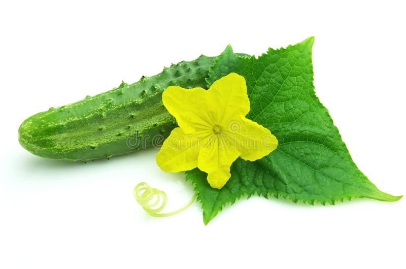 Cucumber with sheet stock photo. Image of vegetarian - 15111790