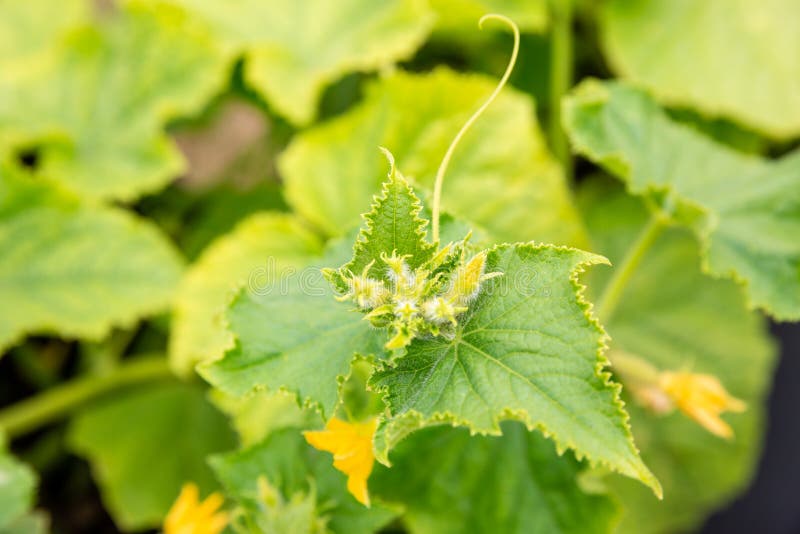 Cucumber shoot stock photo. Image of gardening, close - 183251454
