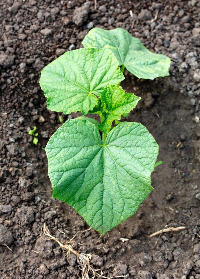 Cucumber Shoots in the Soil in the Garden. Spring Stock Image - Image ...
