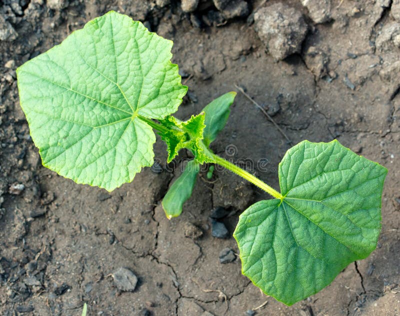 Cucumber Shoots in the Soil in the Garden. Spring Stock Image - Image ...