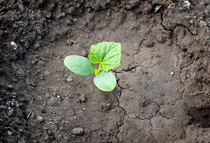 Cucumber Shoots in the Soil in the Garden. Spring Stock Photo - Image ...